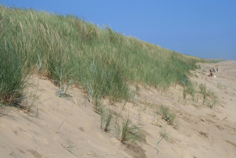 Coastal Landforms of Deposition | A Level Geography