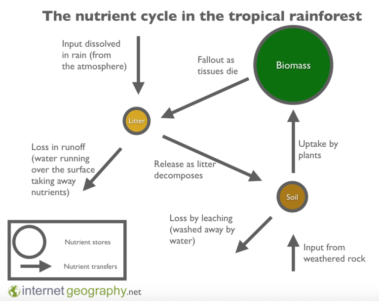Characteristics of the Tropical Equatorial Rainforest | A Level Geography