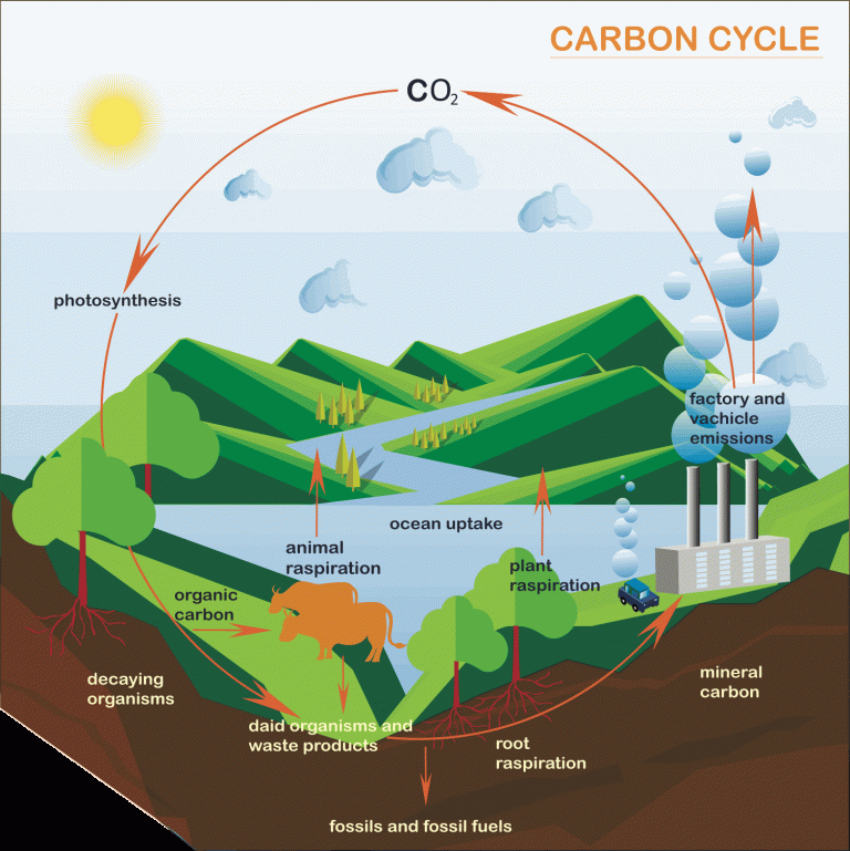 Processes and pathways of the carbon cycle | A Level Geography